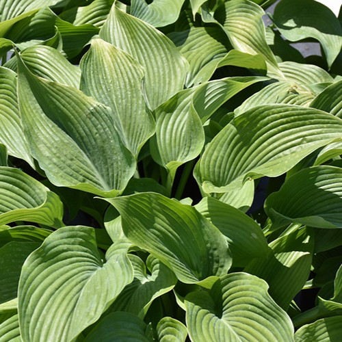 Jurassic Park Hosta