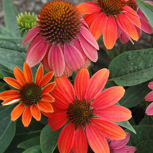 Hot Coral Coneflower