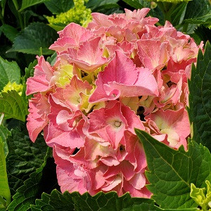 Masja Hydrangea