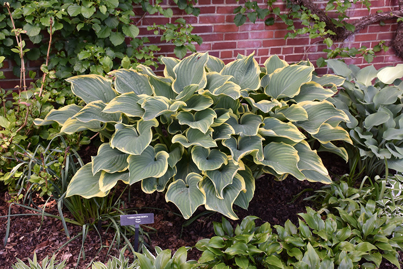Sagae Hosta