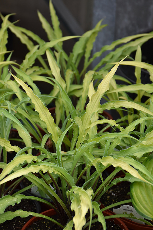 Curly Fries Hosta
