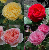 Heritage David Austin Rose