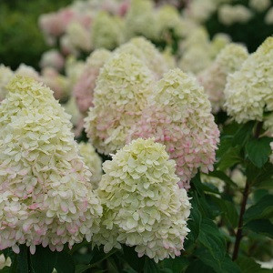 Everlasting Revolution Hydrangea