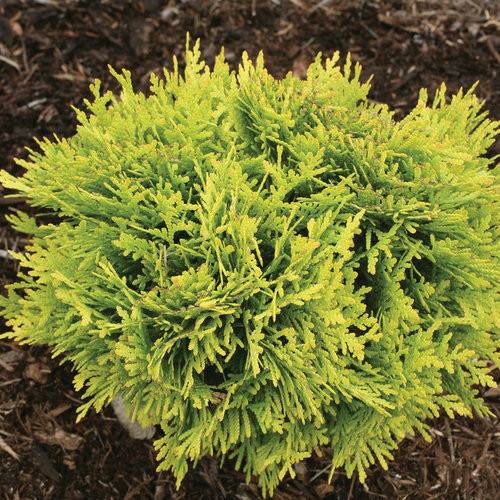 Golden Globe Cedar