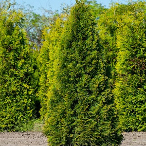 Brabant Cedar