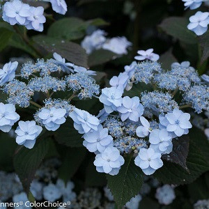 Everlasting Revolution Hydrangea