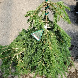 Sester Dwarf Blue Spruce