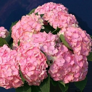 Everlasting Revolution Hydrangea