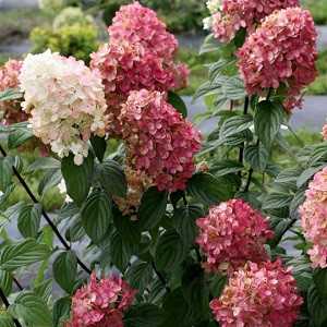 Hydrangea Tree