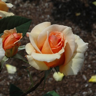 Brandy Hybrid Tea Rose