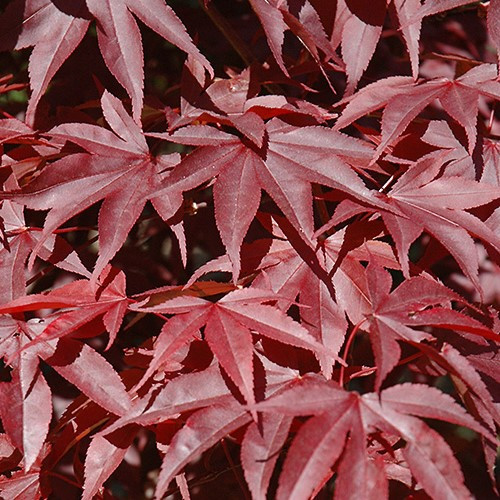Dragon Tears Japanese Maple