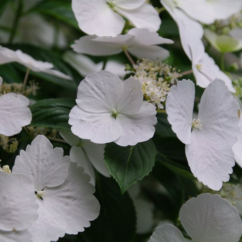 Fairytrail Bride Cascade Hydrangea