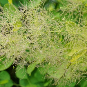 Winecraft Black Smokebush