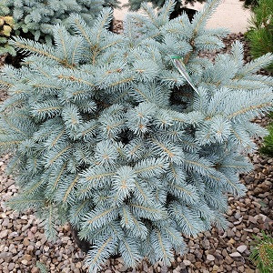Waldbrunn Dwarf Blue Spruce