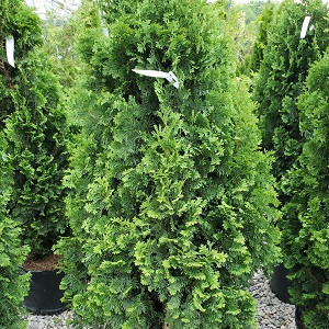 Degroot's Spire Cedar