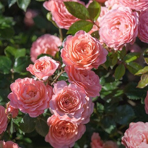 Barbra Streisand Hybrid Tea Rose