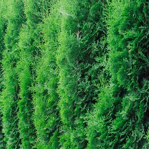 Degroot's Spire Cedar