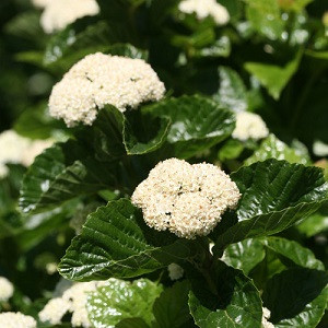 Lil Ditty Witherod Viburnum