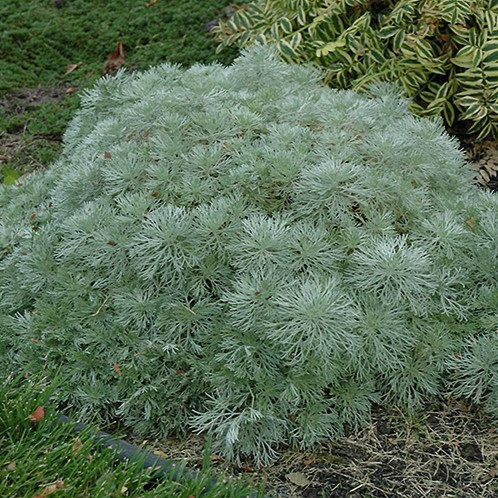 Silver Mound Artemesia