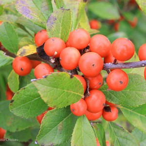 Berry Poppins Winterberry Winterberry Holly