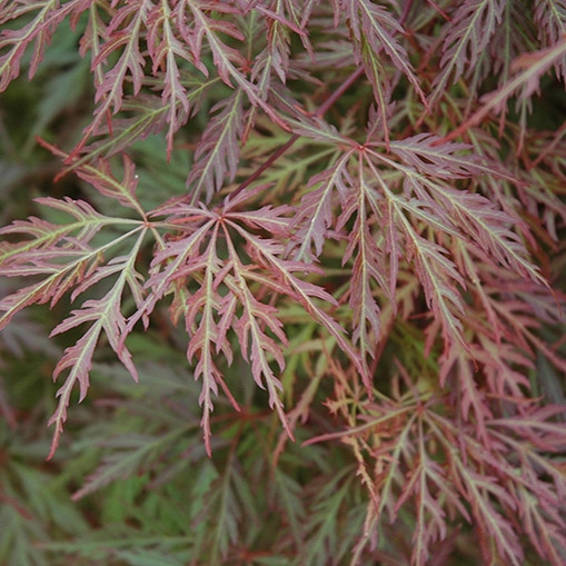 Orangeola Cutleaf Japanese Maple