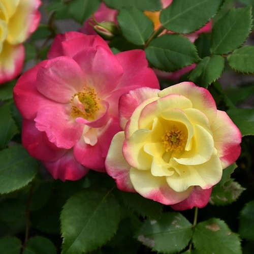 Campfire Shrub Rose Canadian Artist Rose