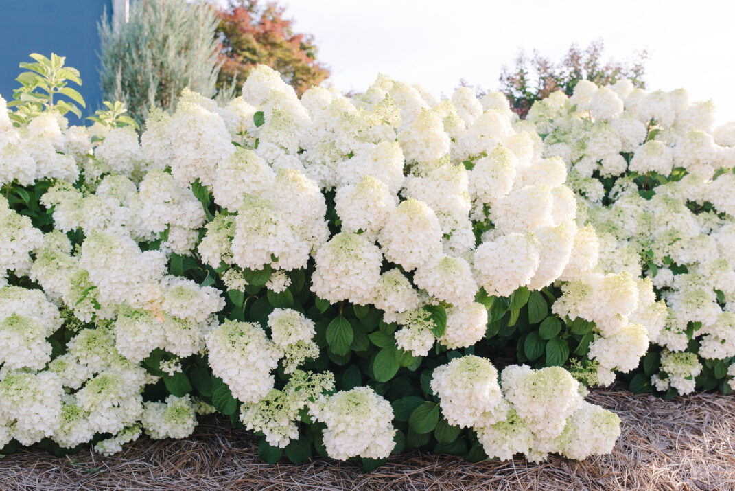 Little Hottie Panicle Hydrangea