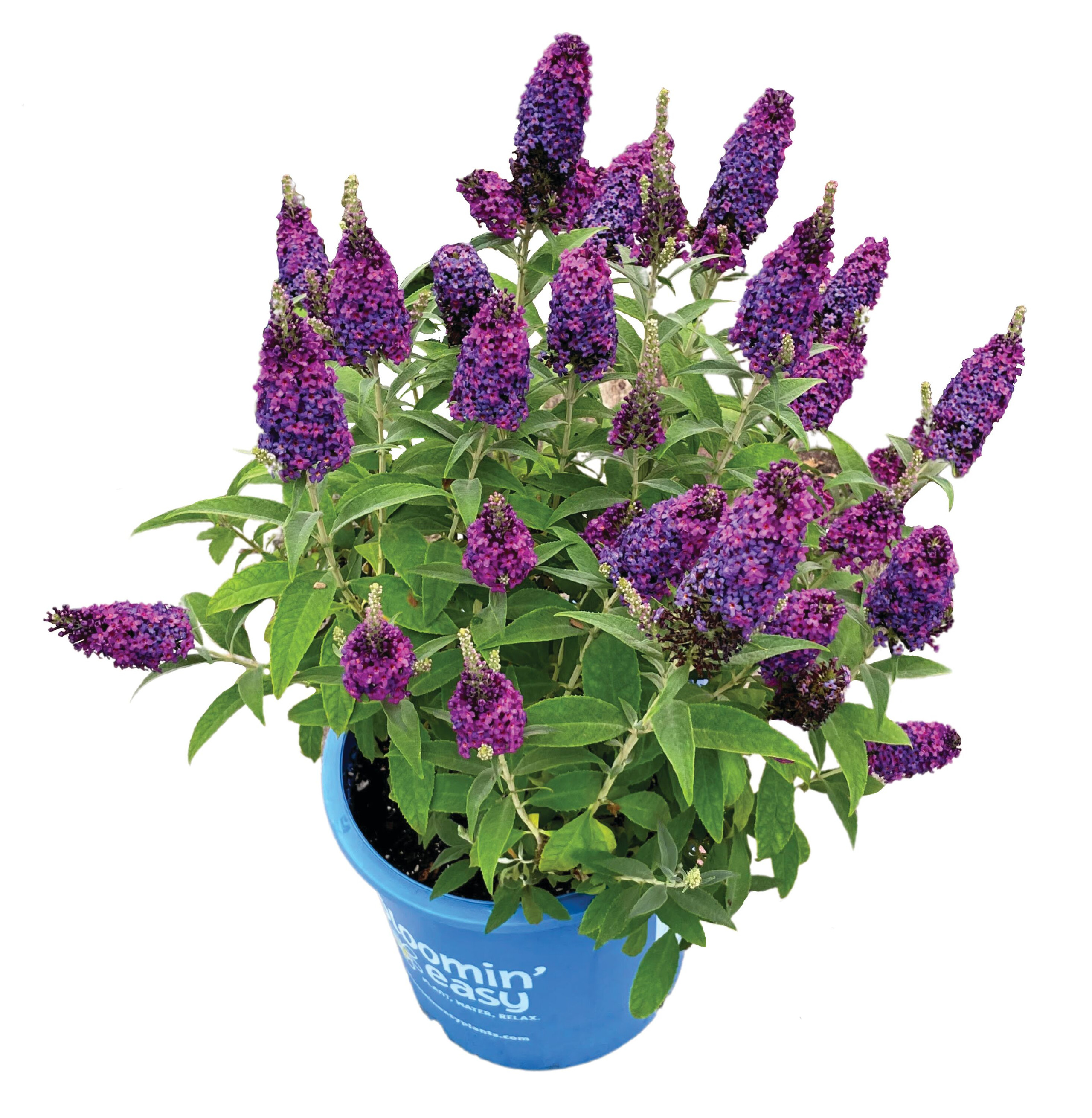 Birthday Cake Butterfly Bush