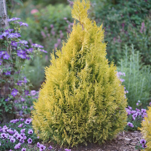 Emerald Petite Cedar