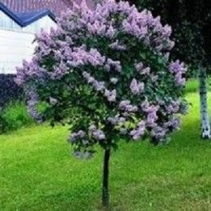 Bloomerang Dark Purple Lilac Std Tree