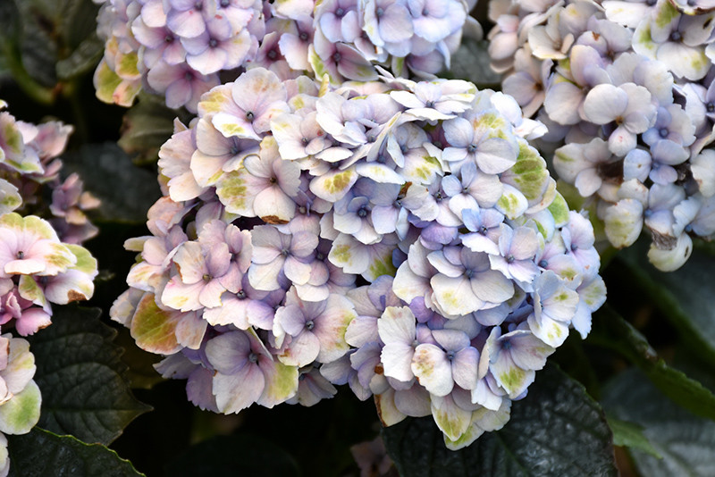 Everlasting Revolution Hydrangea