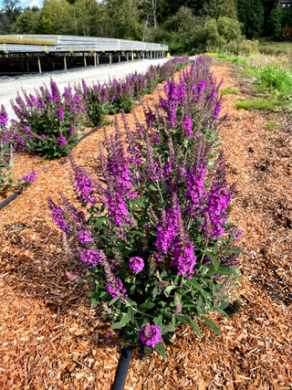 Birthday Cake Butterfly Bush