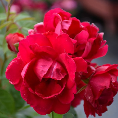 Ramblin Red Climbing Rose