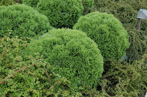 Little Giant Globe Cedar