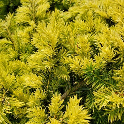 Dwarf Golden Japanese Yew