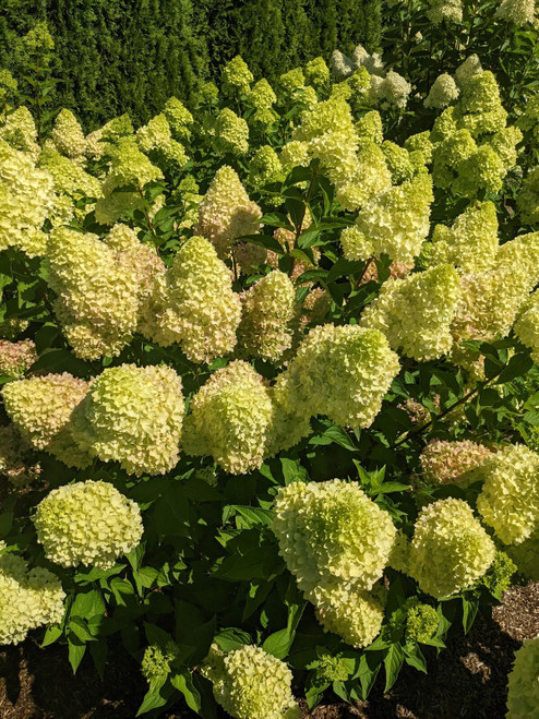 Dragon Baby Hardy Panicle Hydrangea