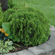 Little Giant Globe Cedar