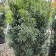Dwarf European Hornbeam