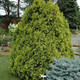 Degroot's Spire Cedar
