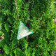 Degroot's Spire Cedar