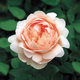 Heritage David Austin Rose