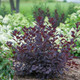 Winecraft Black Smokebush