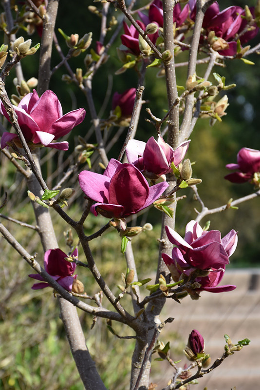 Genie Magnolia Tree