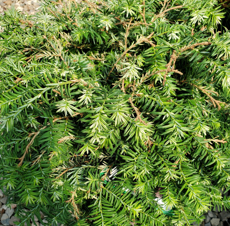 Moon Frost Canadian Hemlock