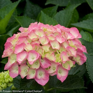 Everlasting Revolution Hydrangea
