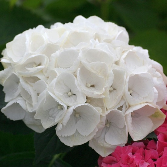 Everlasting Revolution Hydrangea