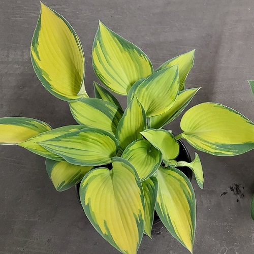 Hosta's Are Early - Plant Central