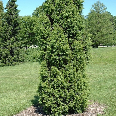 Pencil Point Juniper