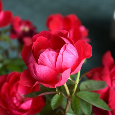 The Grand Champion Red Rose