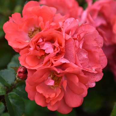 Coral Drift Groundcover Rose